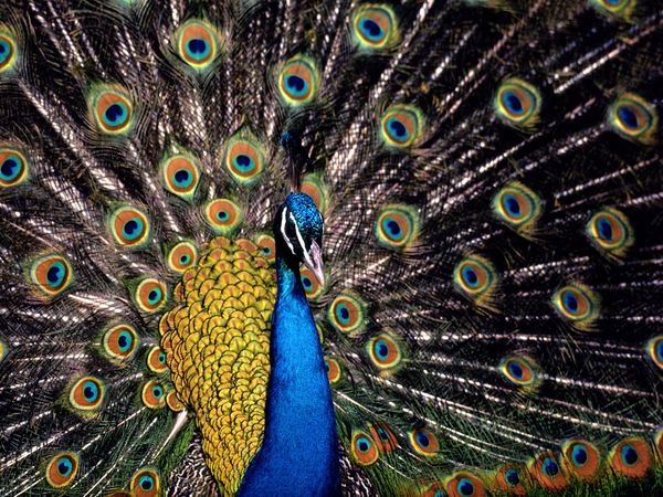 Peacock | Animal Wildlife