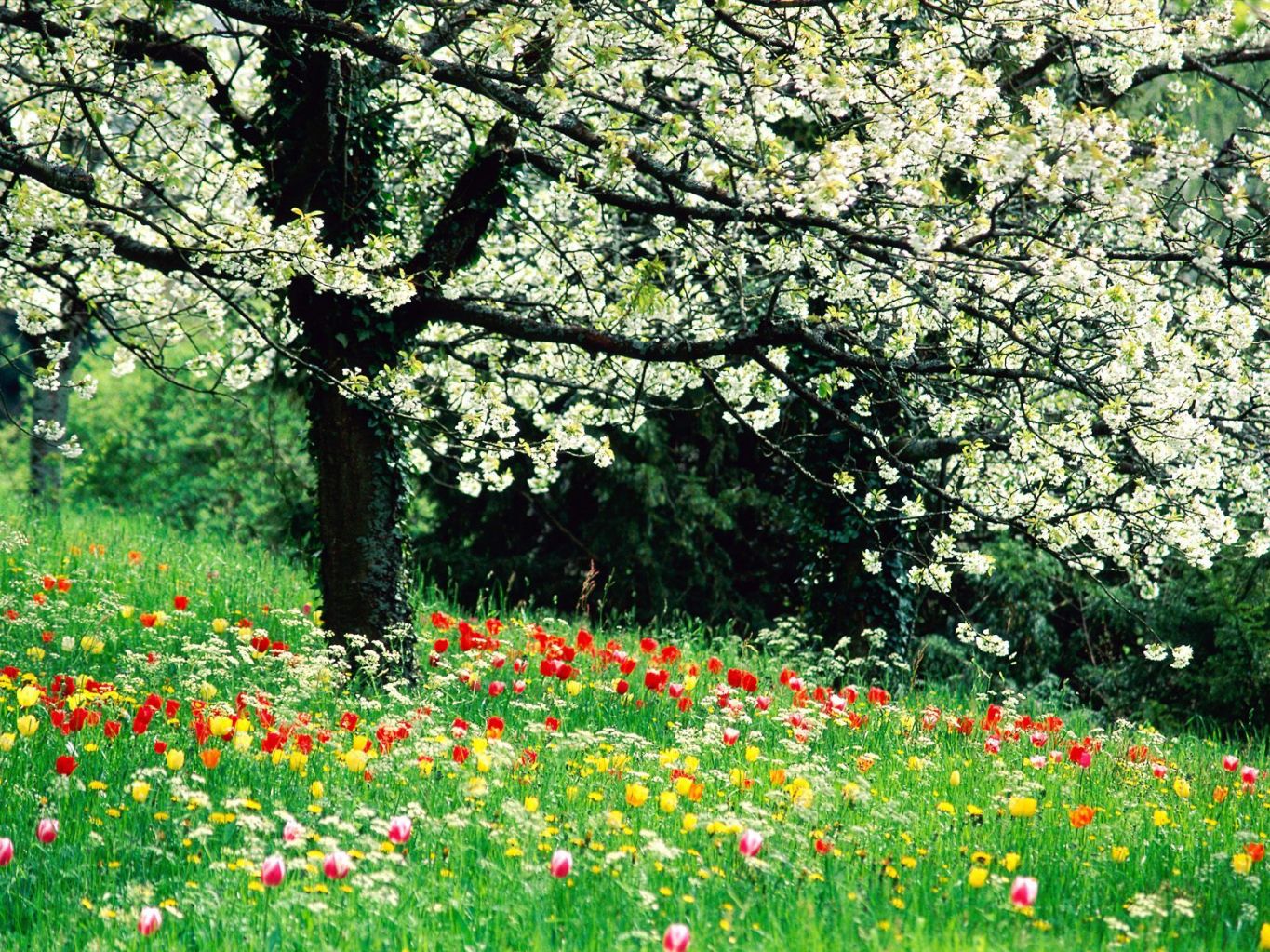 YA ES PRIMAVERA YA ES PRIMAVERA