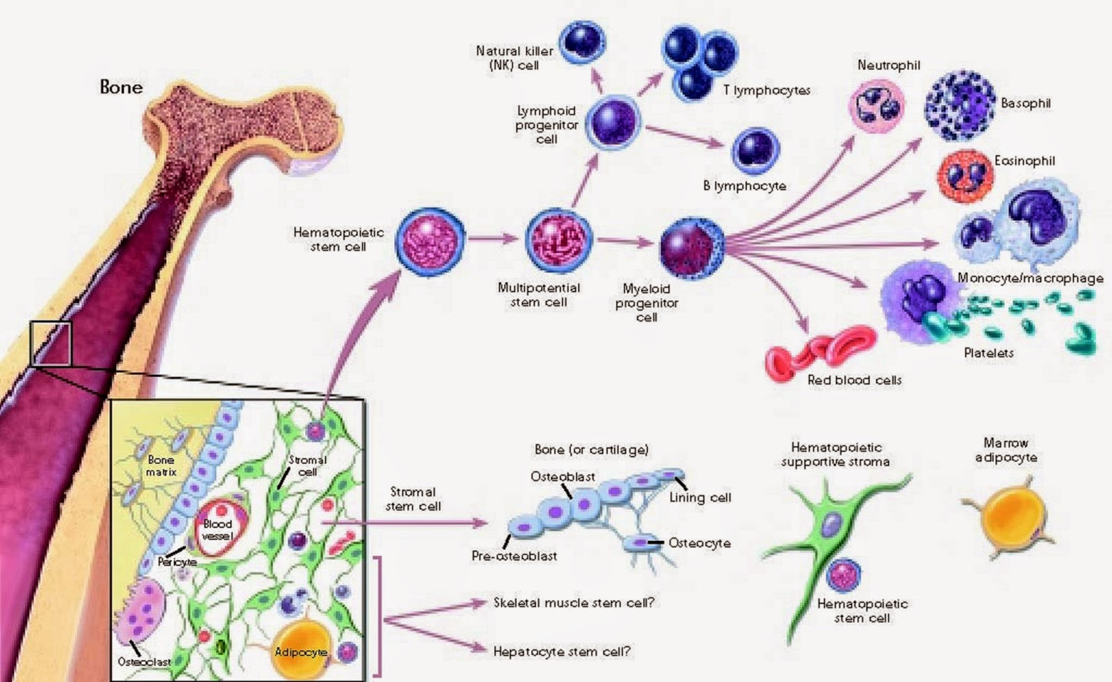 Cancer Biology Introduction To The Stem Cell Origin Of Acute Myeloid cancer-biology-introduction-to-the-stem-cell-origin-of-acute-myeloid