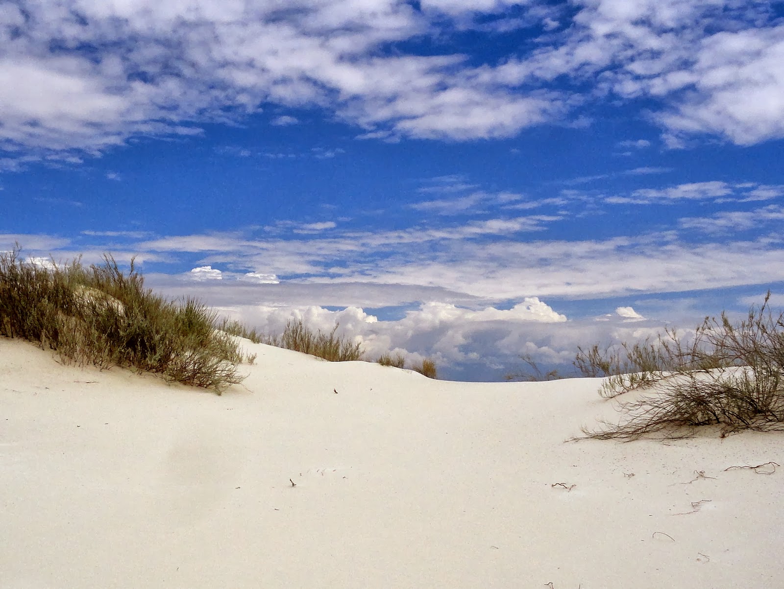 danger garden: White Sands National Monument