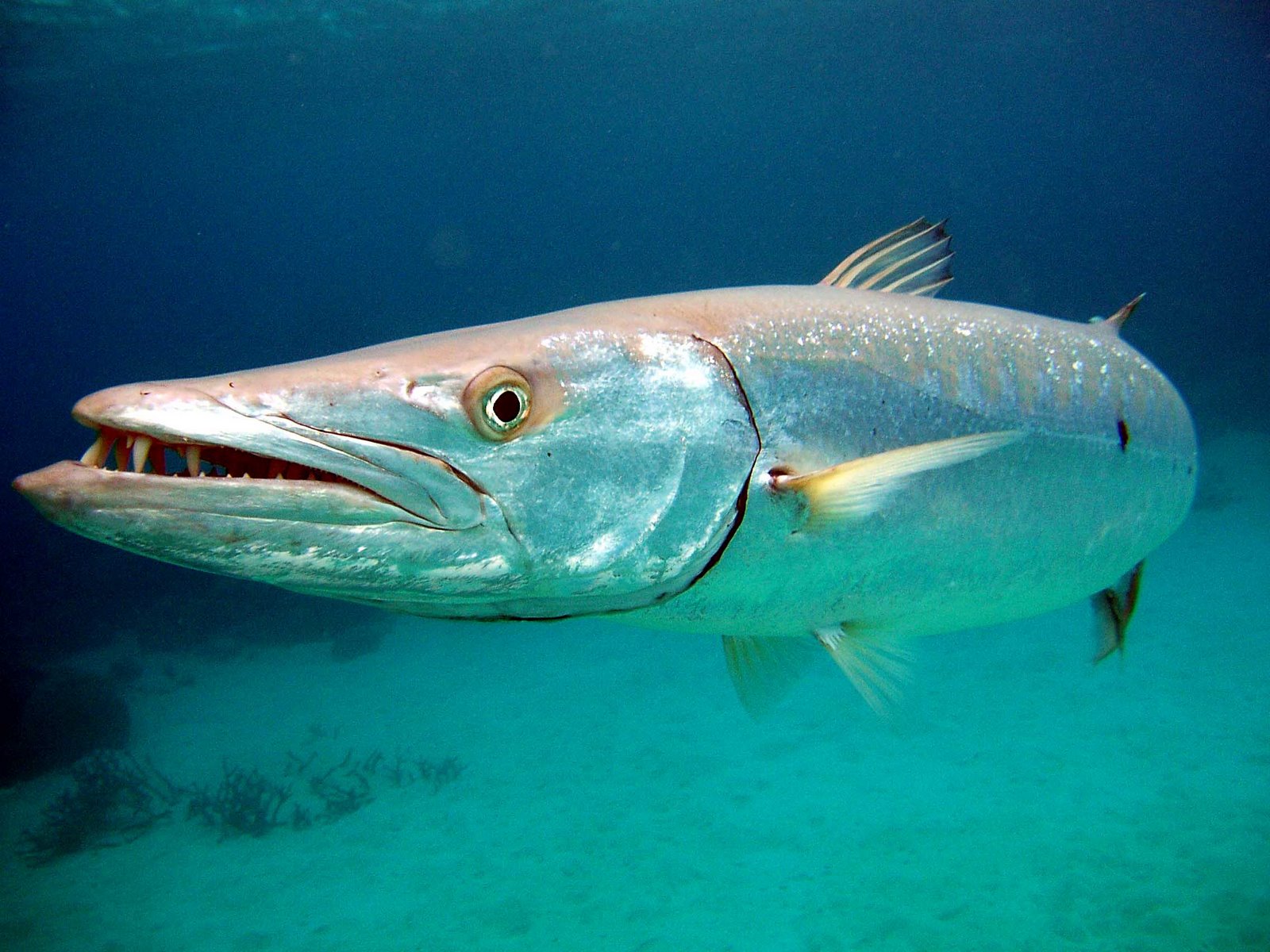 Barracuda | Animal Wildlife Barracuda | Animal Wildlife