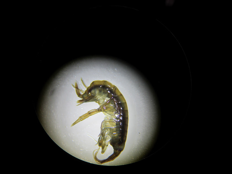 Scud Larvae