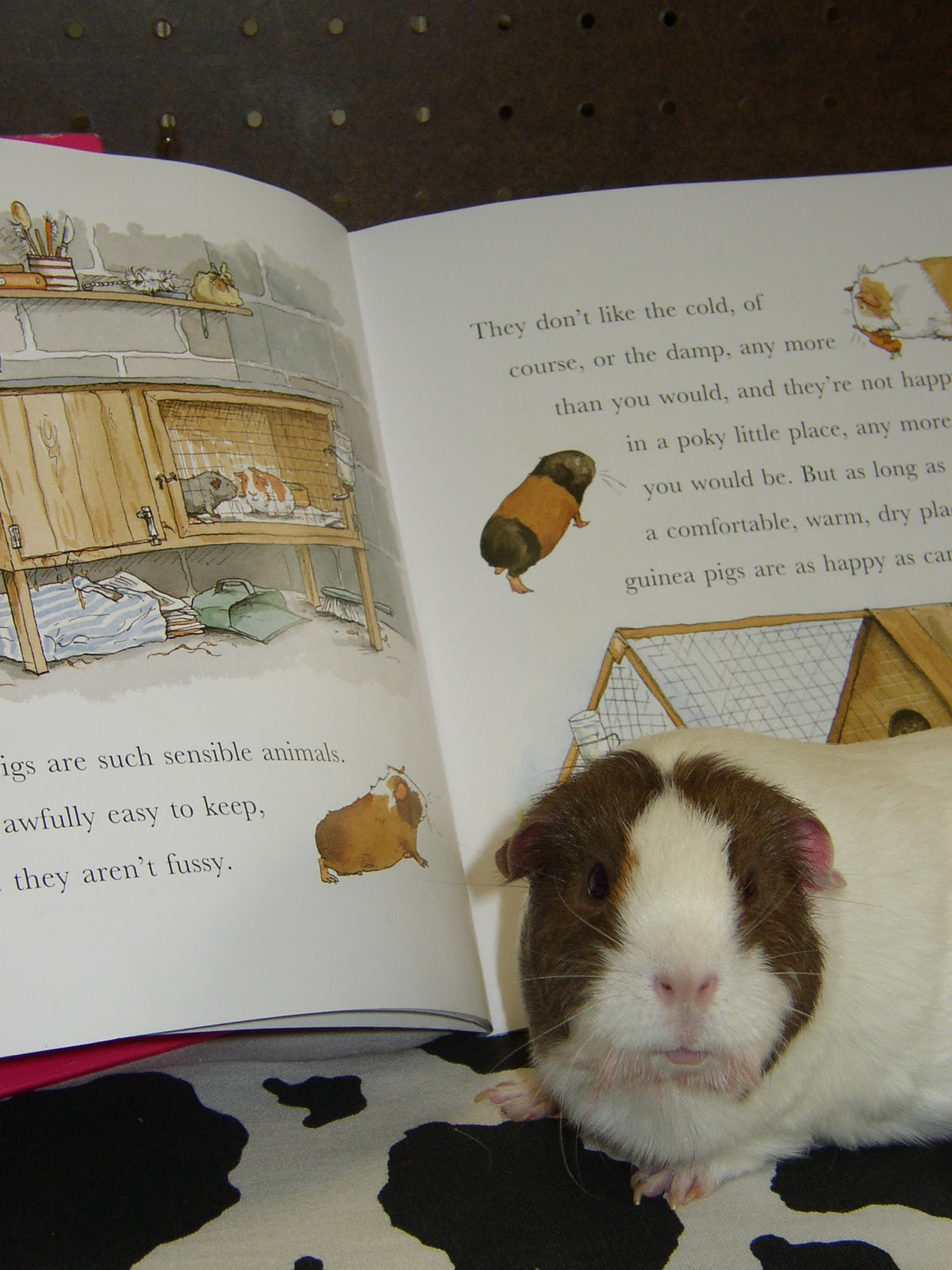 Class Pet: Molly the Wonder-pet/Guinea Pig Extraordinaire!