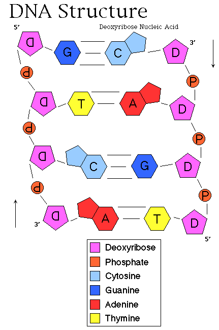 DNA Structure dna-structure