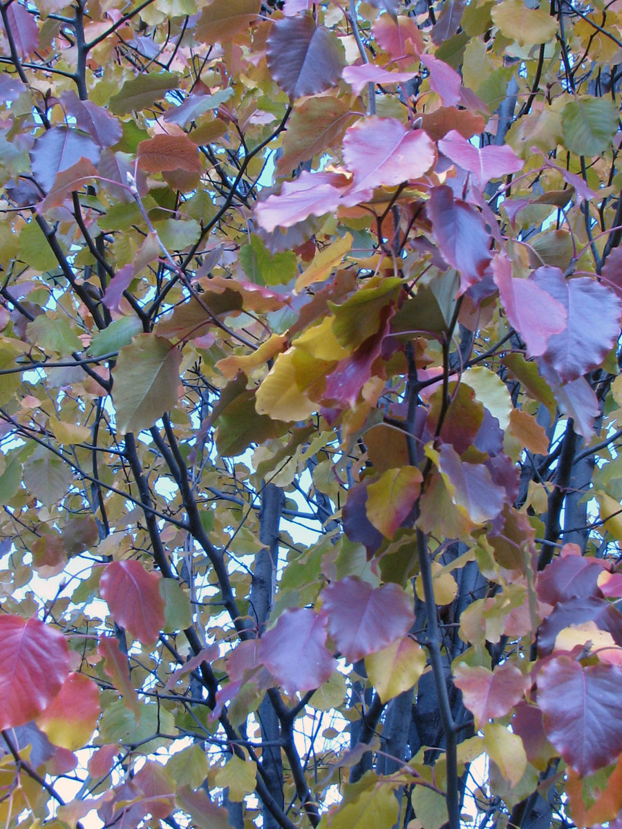 Larry s Photo A Day Ornamental Pear Tree larry-s-photo-a-day-ornamental-pear-tree