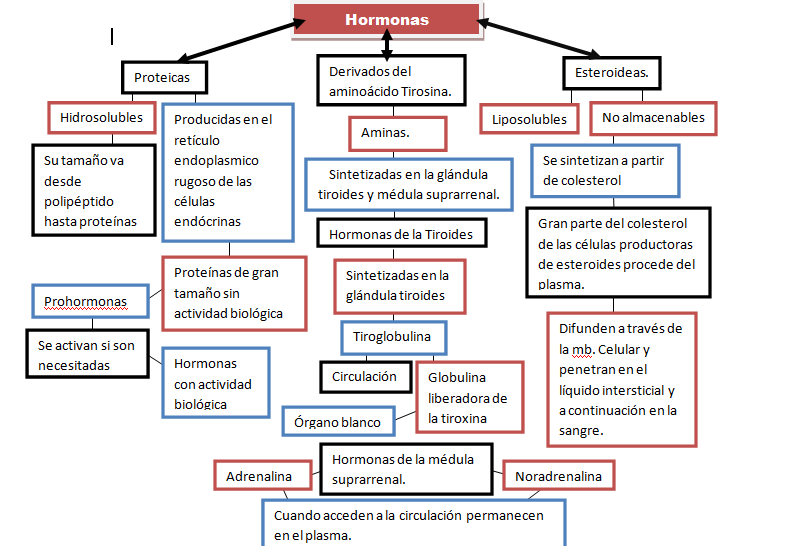 Fisiología del Sebas: Clasificación de las hormonas Fisiología del Sebas: Clasificación de las hormonas