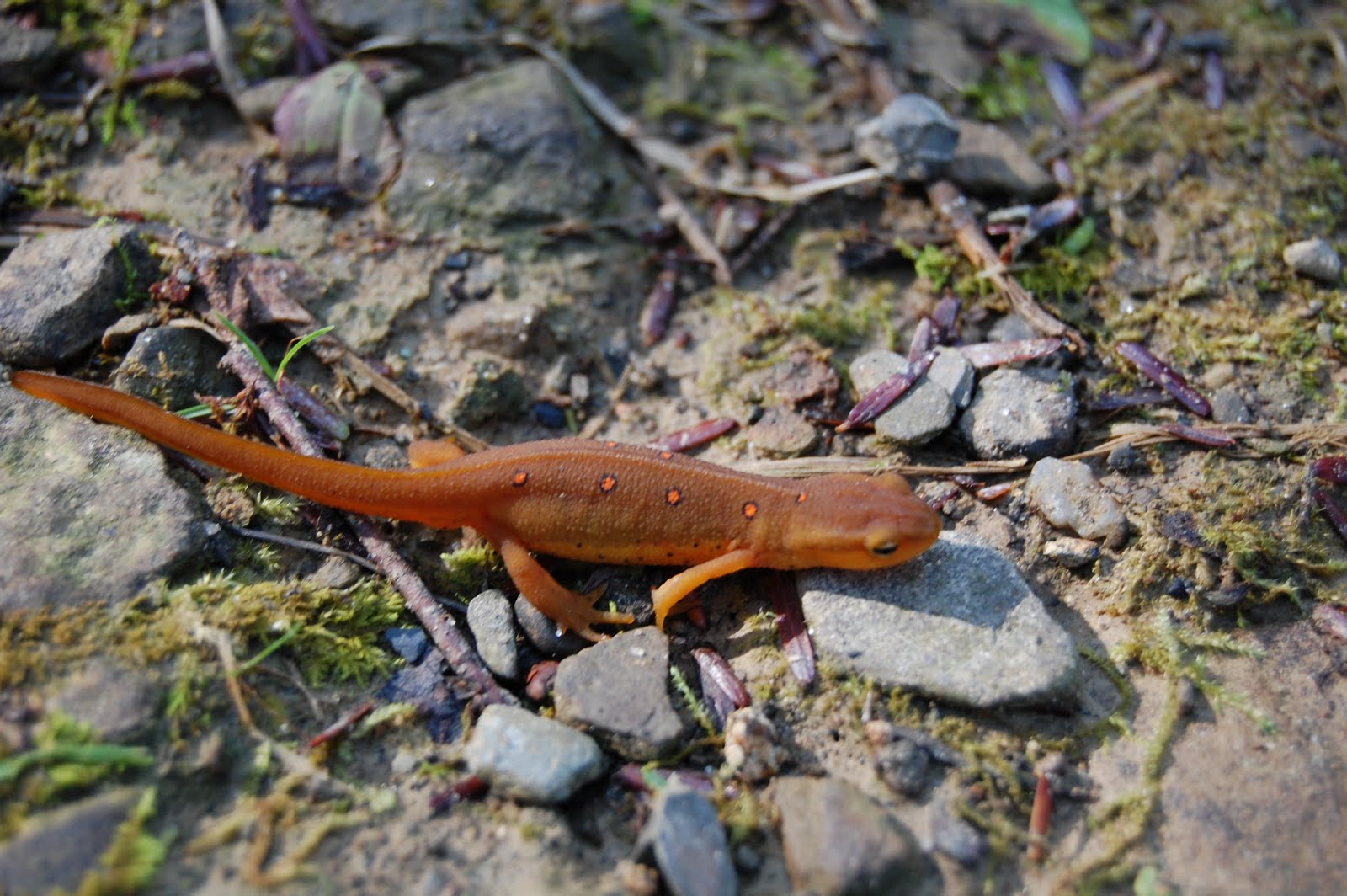Urban Wildlife Guide: A Red-spotted Newt Urban Wildlife Guide: A Red-spotted Newt
