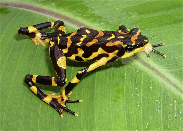 Save Our Species: Critically Endangered Species of the Week: Variable Harlequin Frogs!