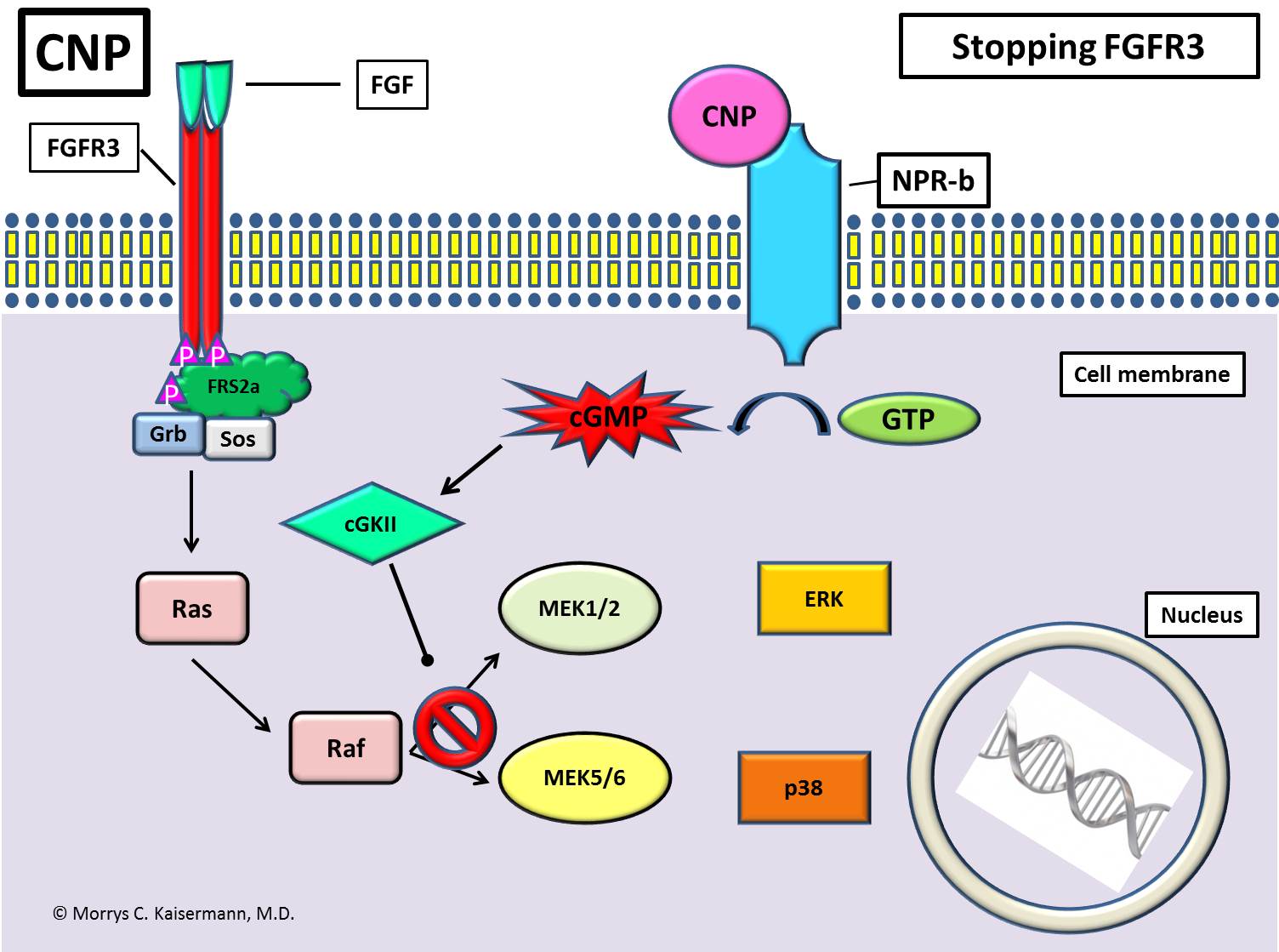Treating Achondroplasia: New evidence of the mechanism of action of CNP in the FGFR3 pathway