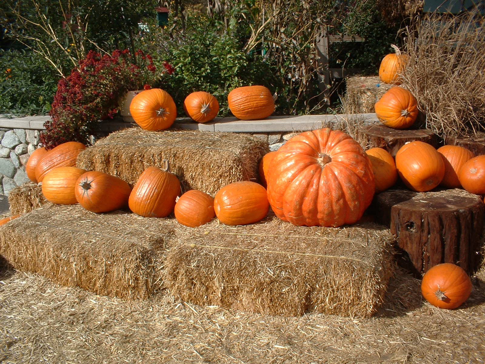 DIY Pumpkin Facial Mask Cosette s Beauty Pantry diy-pumpkin-facial-mask-cosette-s-beauty-pantry