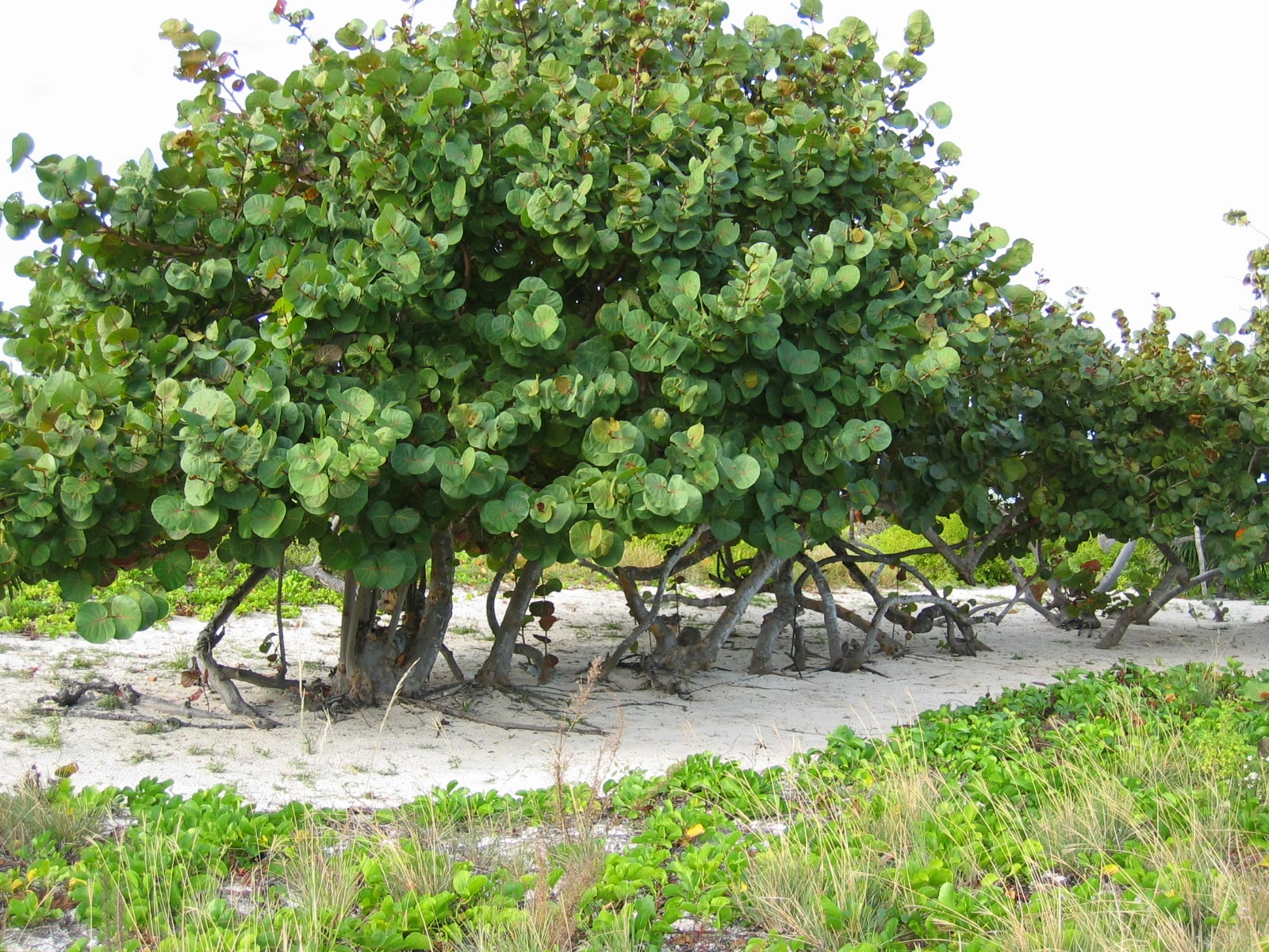 PlantWerkz: Sea Grape - Coccoloba Uvifera