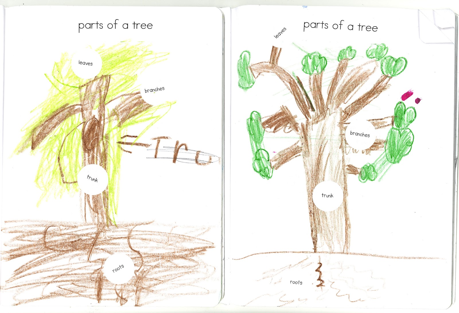 A Place Called Kindergarten: Science Notebook Week - Tuesday