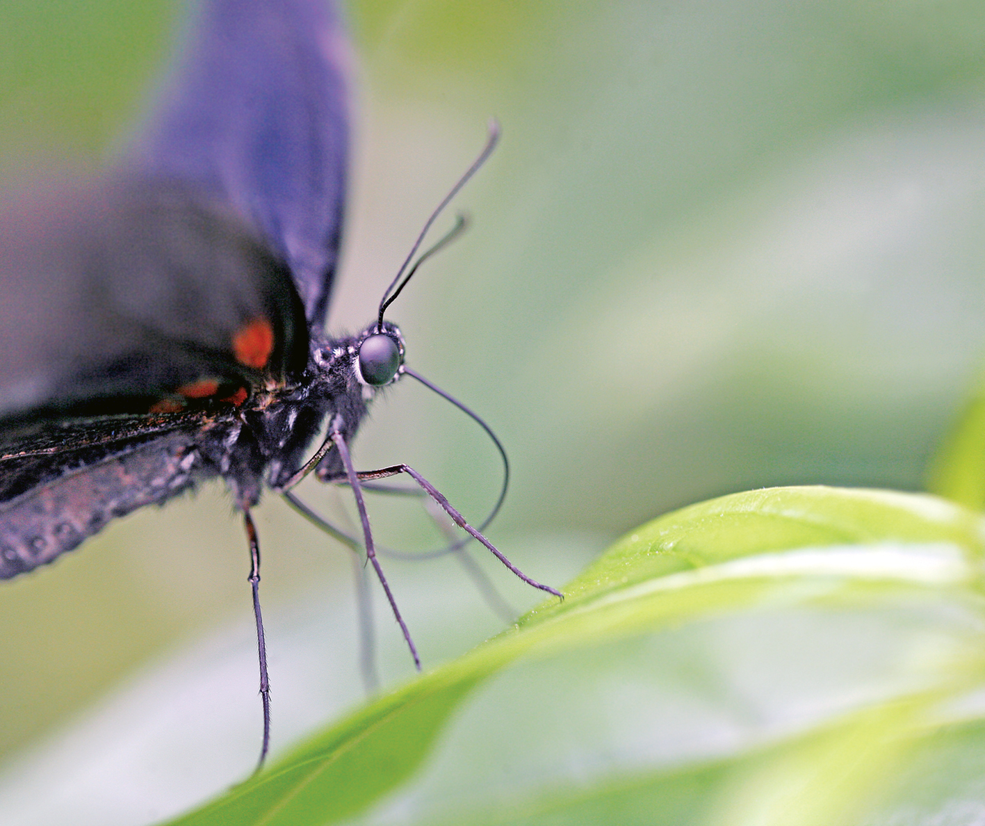 The Gray Gallery / Nature through the lens: Butterfly proboscis (macro) The Gray Gallery / Nature through the lens: Butterfly proboscis (macro)