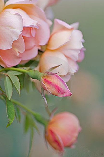Flowers Gardens Pale Pink Roses flowers-gardens-pale-pink-roses