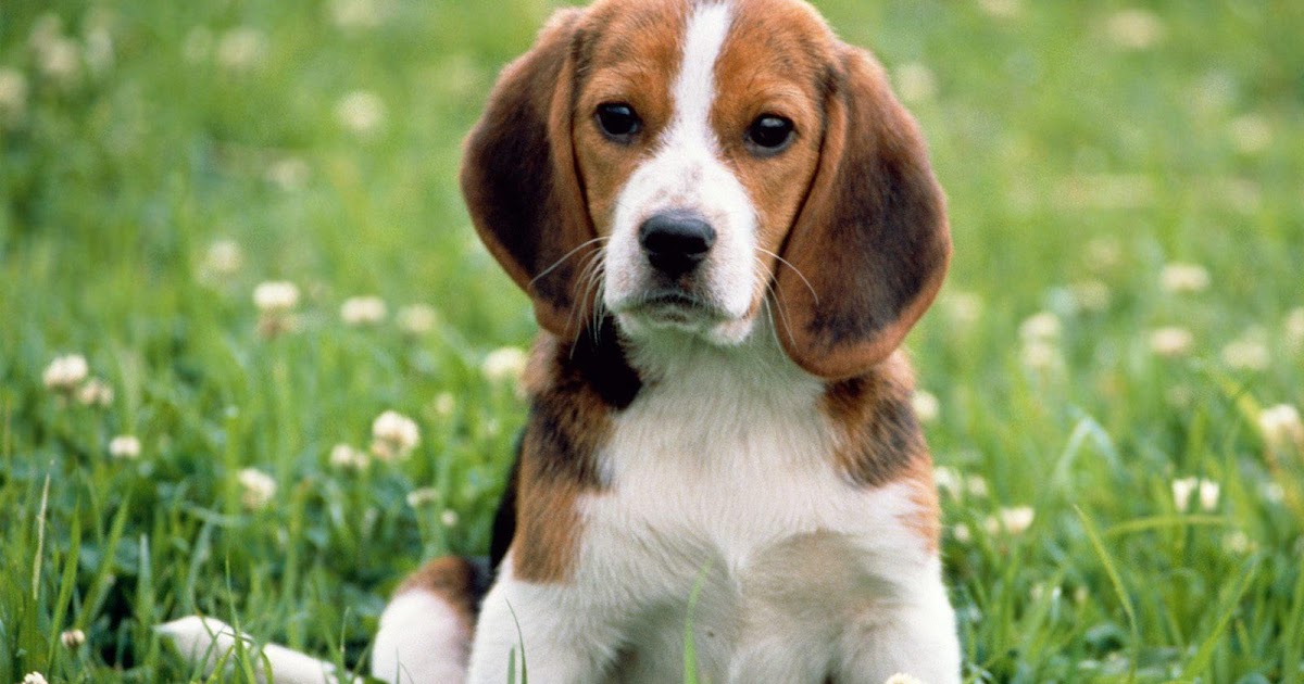 Los mejores animales: Animales domésticos