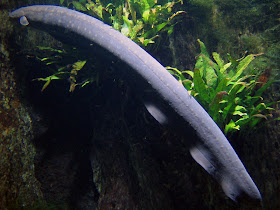 Real Monstrosities: Electric Eel