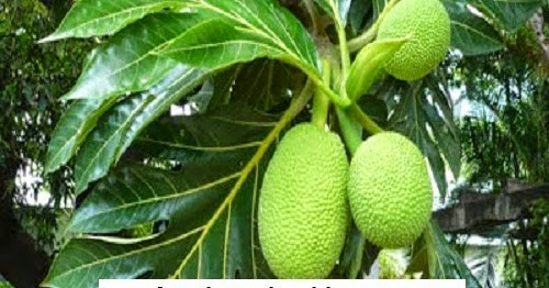 Manfaat Khasiat Daun Sukun Untuk Kesehatan Atau Obat | Cara Pengobatan ... Manfaat Khasiat Daun Sukun Untuk Kesehatan Atau Obat | Cara Pengobatan ...