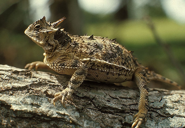 10 Weirdest Lizards In The World 10-weirdest-lizards-in-the-world
