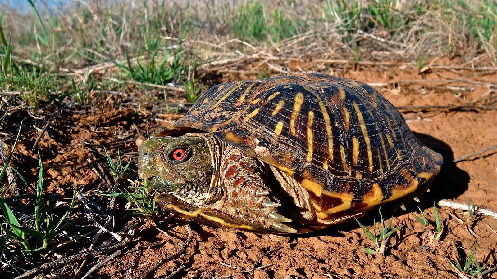 Poetry Of Spirit And Light Reptile Menagerie poetry-of-spirit-and-light-reptile-menagerie