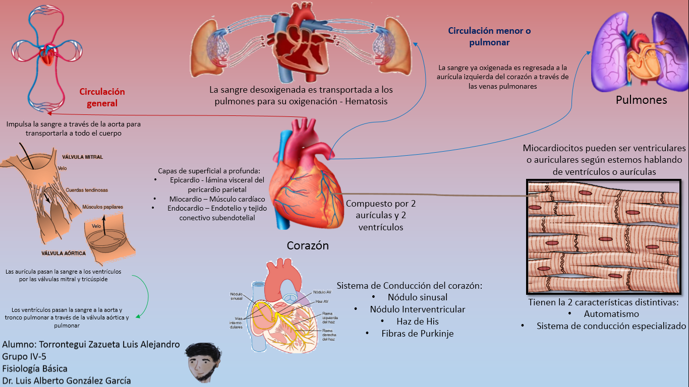 Fisiología Básica: Corazón Generalidades