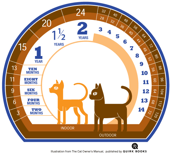 Cat Years Chart The Truth About It Yusufsbs cat-years-chart-the-truth-about-it-yusufsbs