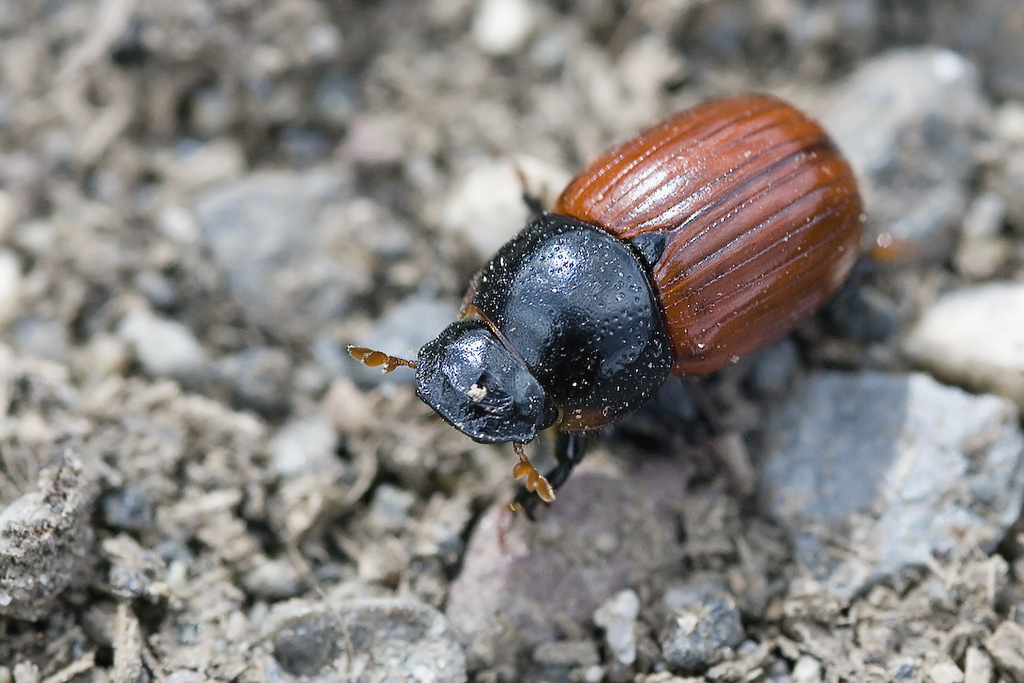 Invertebrados de Huesca: 1/01/12 - 1/02/12
