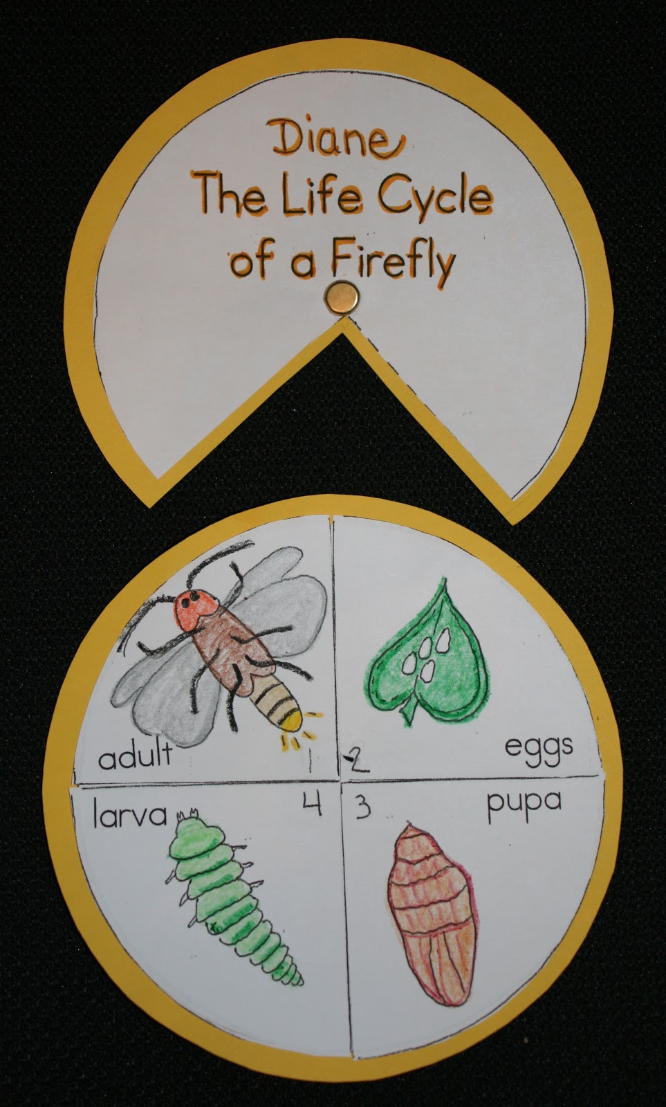 life cycle... | Life cycles, Science projects, Fireflies craft