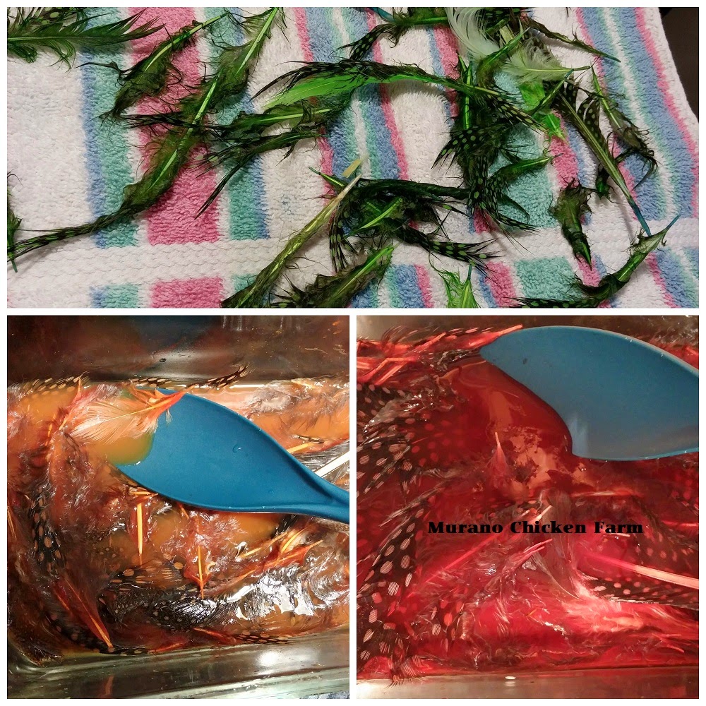How To Dye Chicken Feathers The Cheap Way super Easy Murano how-to-dye-chicken-feathers-the-cheap-way-super-easy-murano