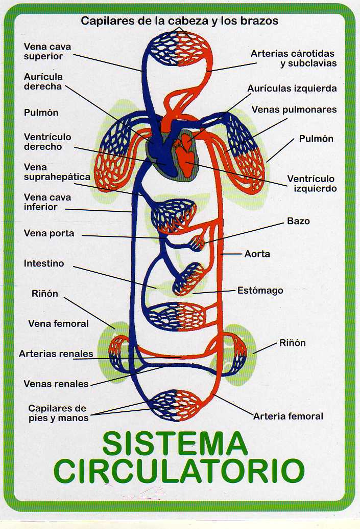 Para El Sistema Circulatorio Sistema Circulatorio Anatomia Y Images