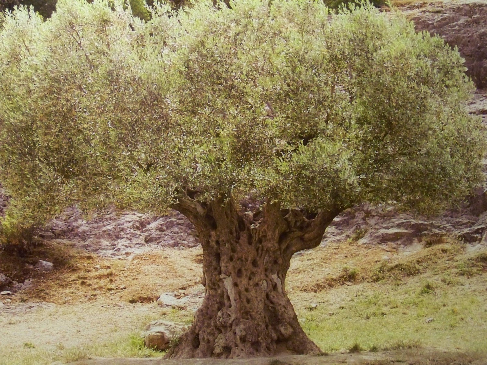 Tell Me A Story THE OLIVE TREE tell-me-a-story-the-olive-tree