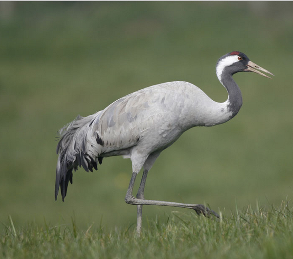 Sarana s Gift It Changes Everything Symbolism Cranes sarana-s-gift-it-changes-everything-symbolism-cranes