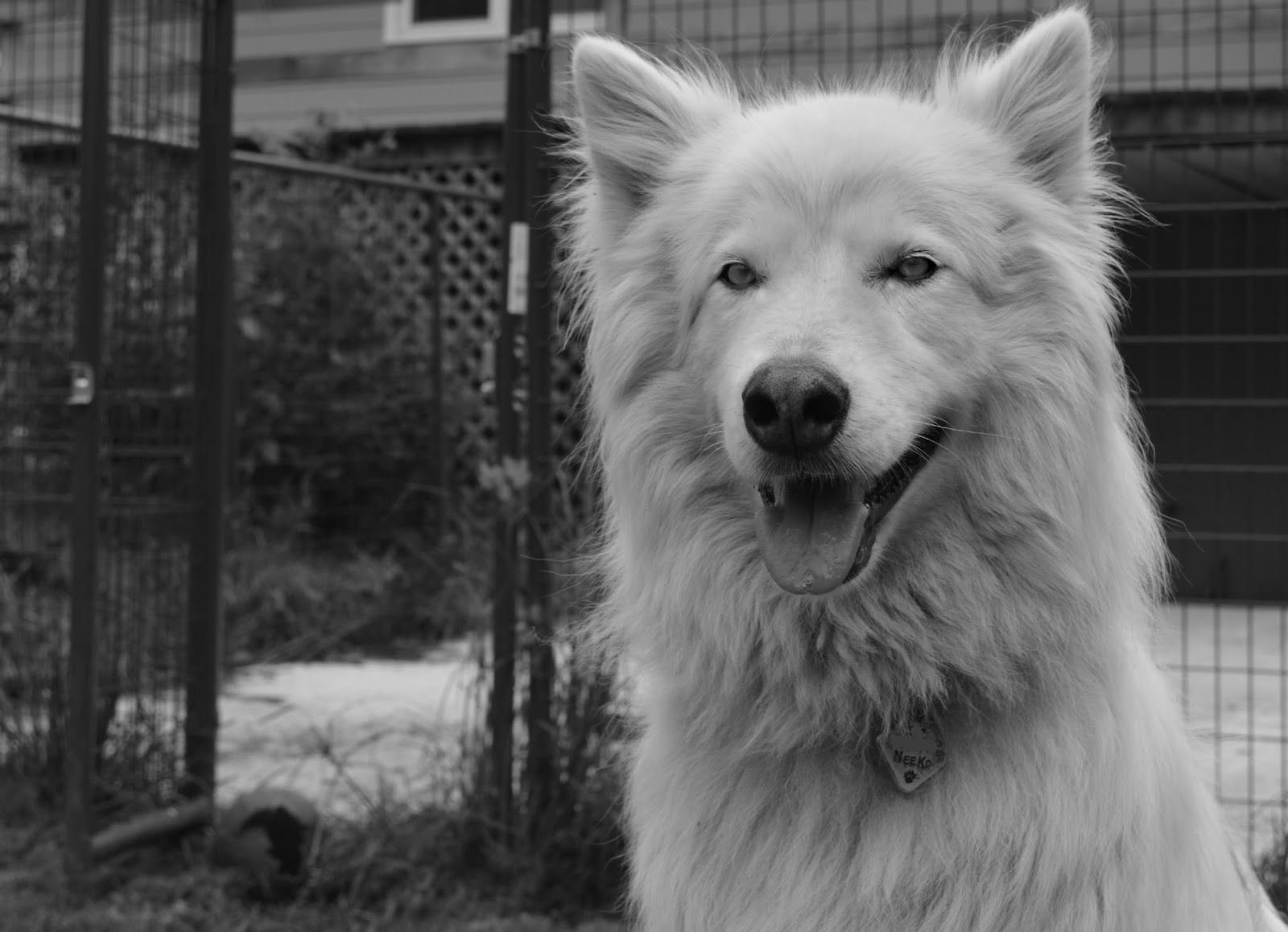 My Rotten Dogs Black White Sunday my-rotten-dogs-black-white-sunday