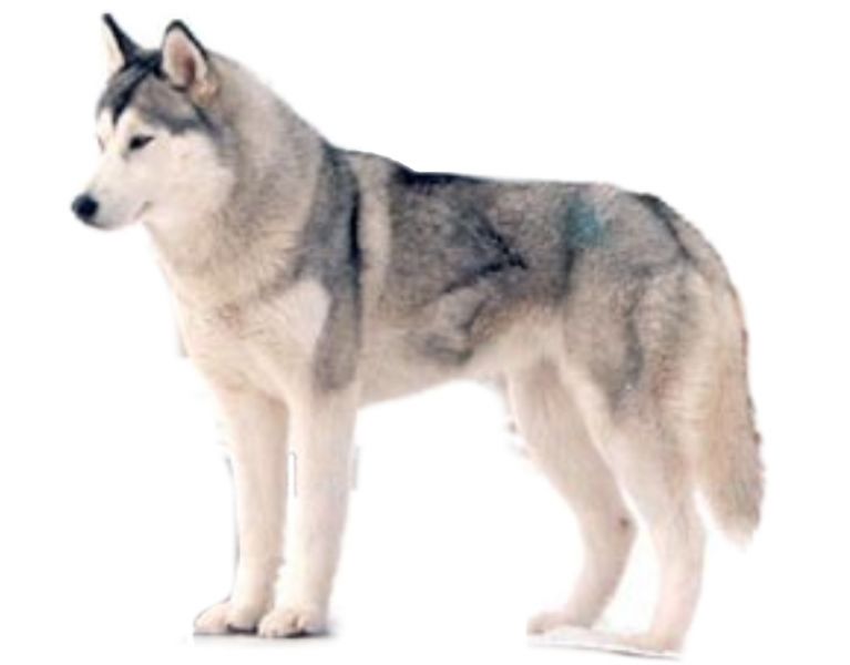 Lobos siberianos - Imagui