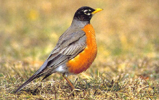 Birds In Central Oklahoma: The American Robin