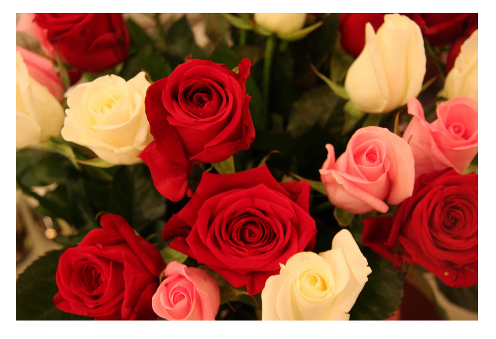 Birthday Roses birthday-roses