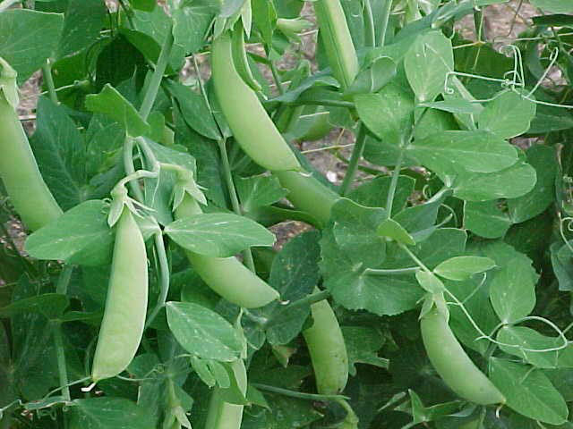 Fact Book Pea Plant Grows Inside Man s Lung fact-book-pea-plant-grows-inside-man-s-lung