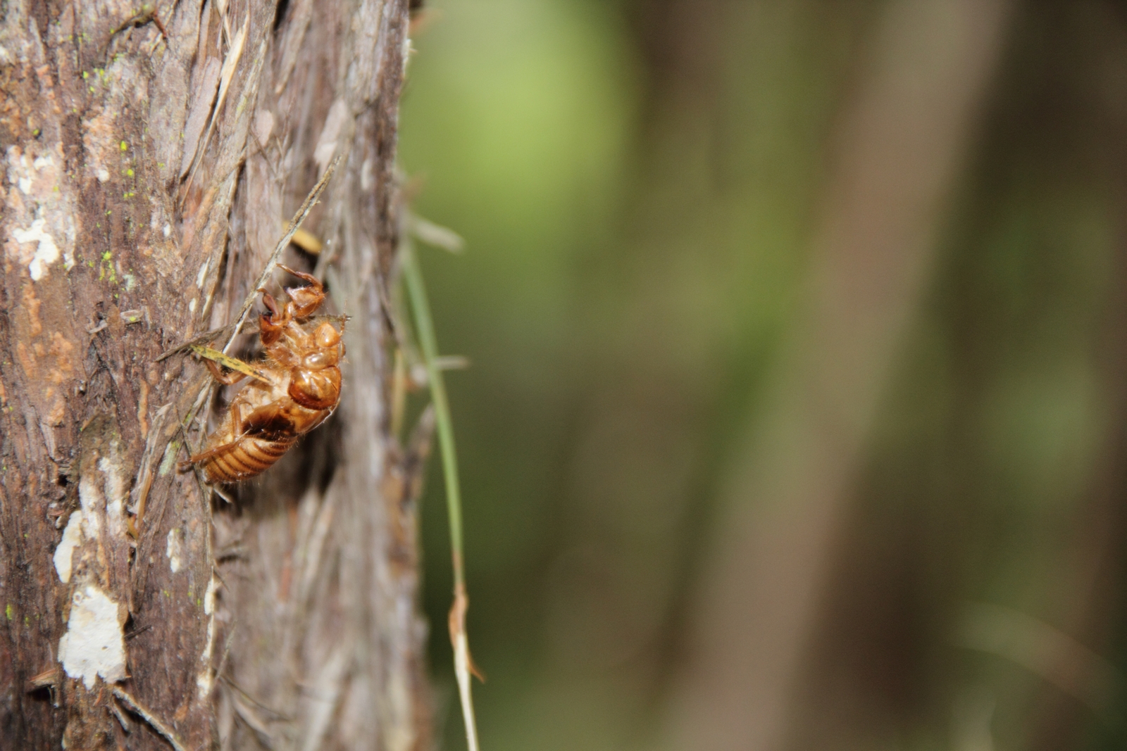 Bugger Off Bug PhotoTale bugger-off-bug-phototale