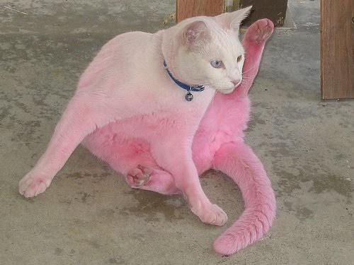 Trendy News Articles Pink Cat Found Dumped In A Garden Of Swindon Wiltshire trendy-news-articles-pink-cat-found-dumped-in-a-garden-of-swindon-wiltshire