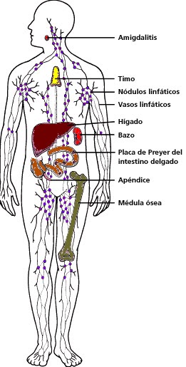 054 Inmunología - conocimientos.com.ve: Sistema Linfoide