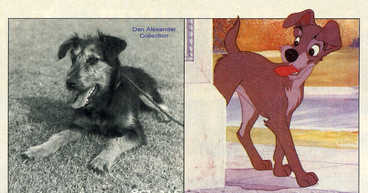 Dan Alexander Dizmentia Live Action Lady And The Tramp The Real Life dan-alexander-dizmentia-live-action-lady-and-the-tramp-the-real-life