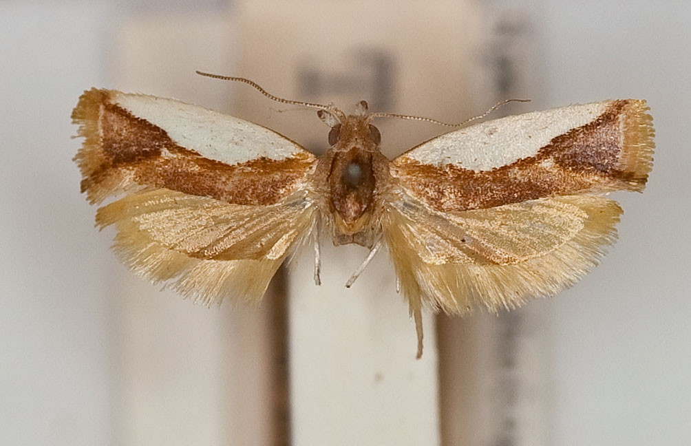 Xyloryctine Moths Of Australia Sphalerostola xyloryctine-moths-of-australia-sphalerostola
