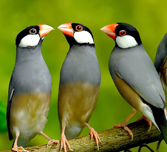 Vida Selvagem: Pardal de java