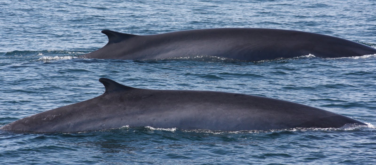 Blue Ocean Society s Whale Sightings August 18 Prince Of Whales Newburyport blue-ocean-society-s-whale-sightings-august-18-prince-of-whales-newburyport
