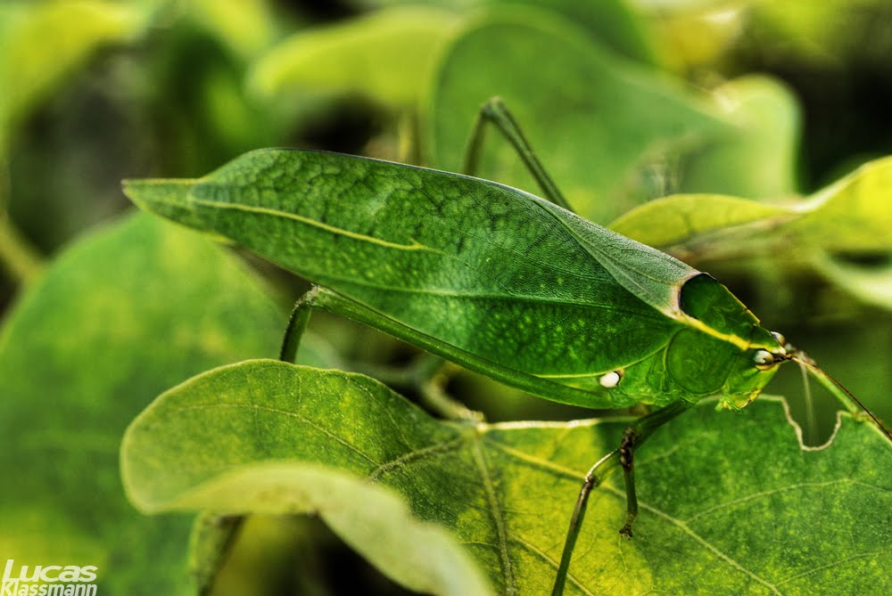 Lucas Photo Studio: bicho-folha