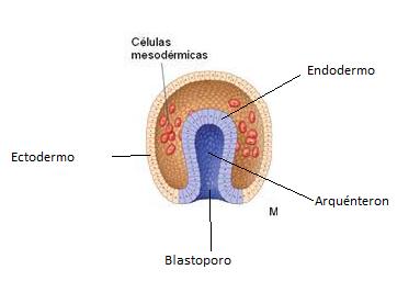 Desarrollo embrionario de vertebrados: Etapas del desarrollo embrionario: Gastrulación