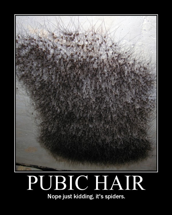 pubic+hair+spider (image) pubic+hair+spider (image)