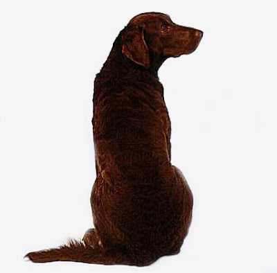 READER AT WORK : A Dark Brown Dog