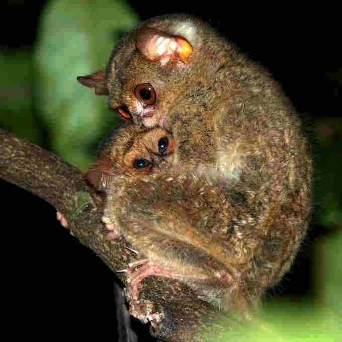 FLOWERSBLOOMS by "Elvie": An Interaction with the World's Smallest Primate...The Tarsiers of ...