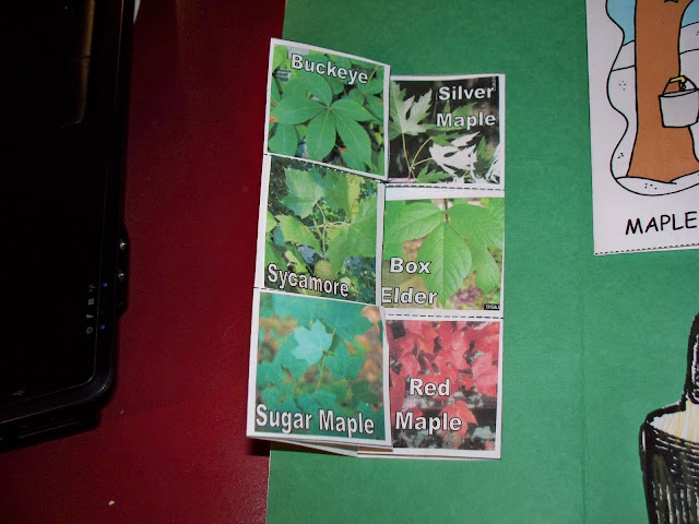 Maple Syrup Lapbook - Ben and Me