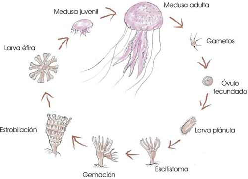 Ocean: El ciclo de vida de una medusa típica